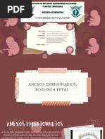 Evolución de la Decidua Capsular | PDF | Placenta | Feto