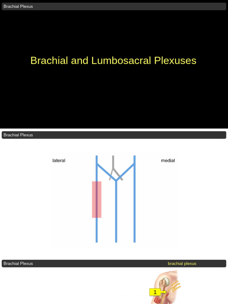 ANT 2100-3100 Lab Brachial Lumbosacral Plexuses Images | PDF | Limbs ...