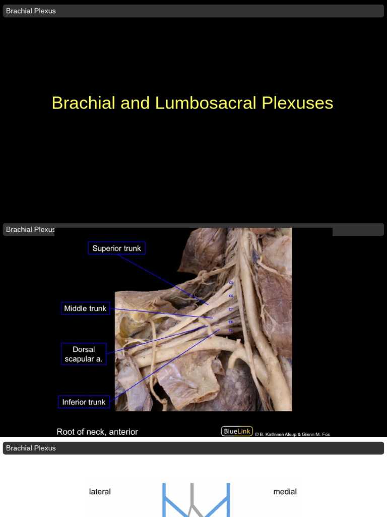 ANT 2100-3100 Lab Brachial Lumbosacral Plexuses Images 2020 | PDF ...