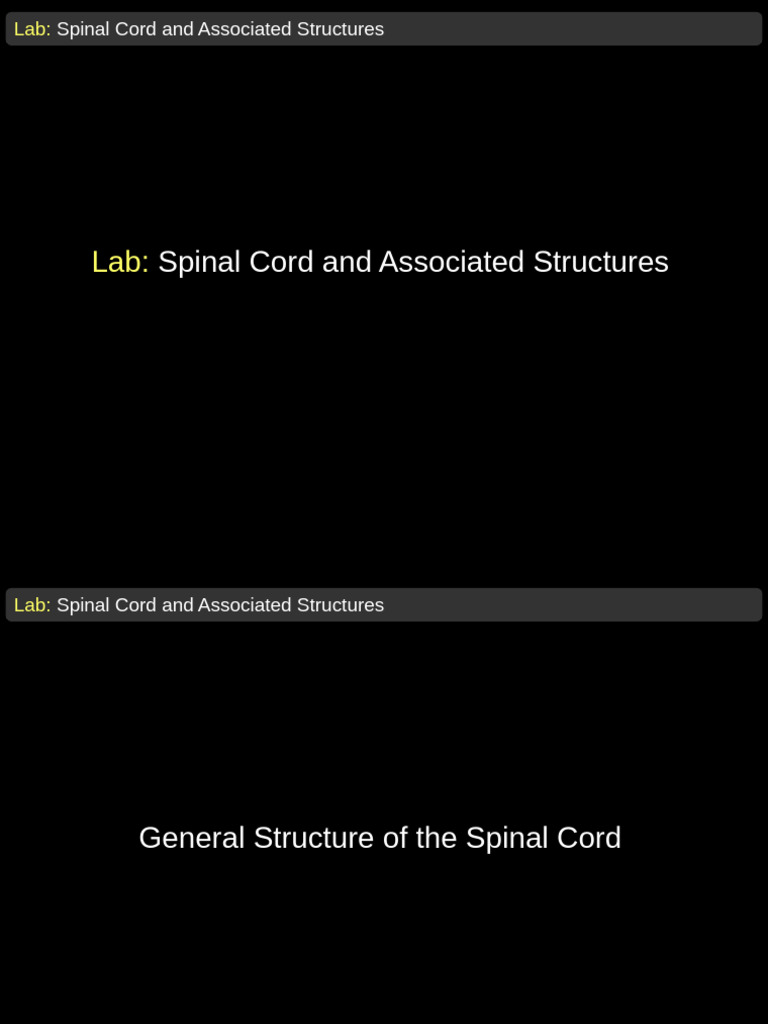 Spinal Cord Lab: Structure & Anatomy | PDF