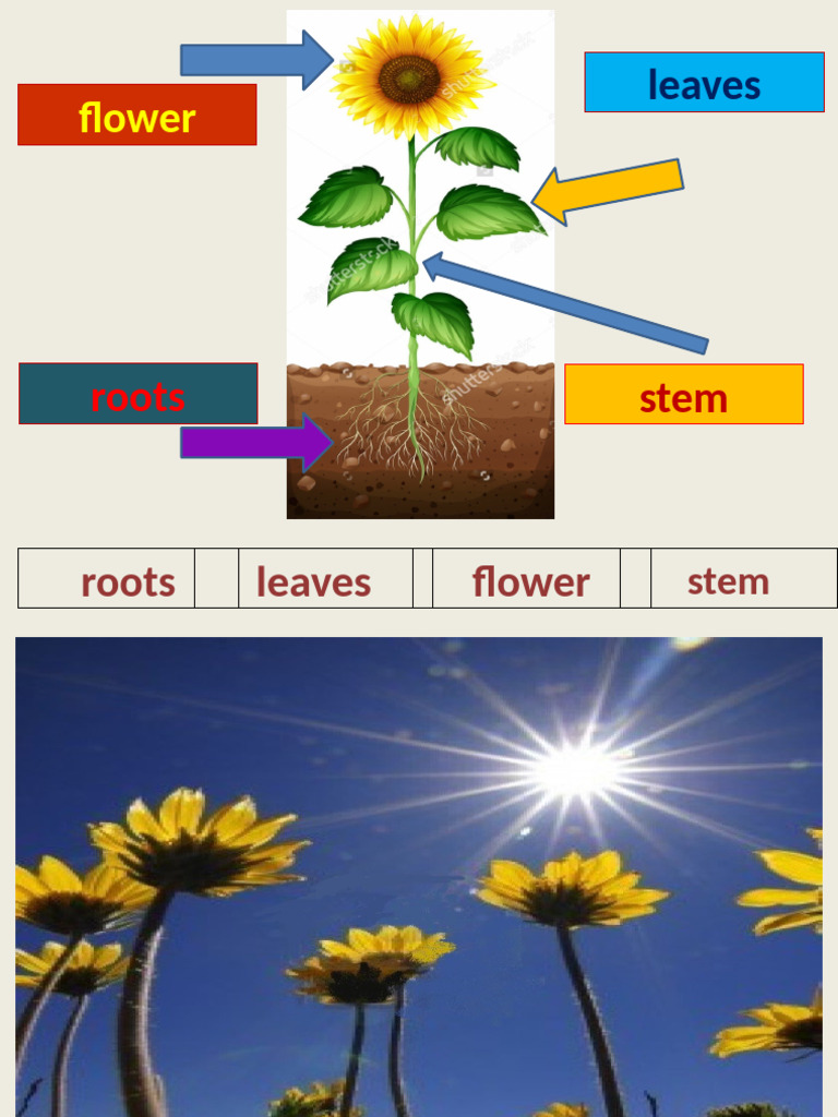 Parts of The Plant | PDF