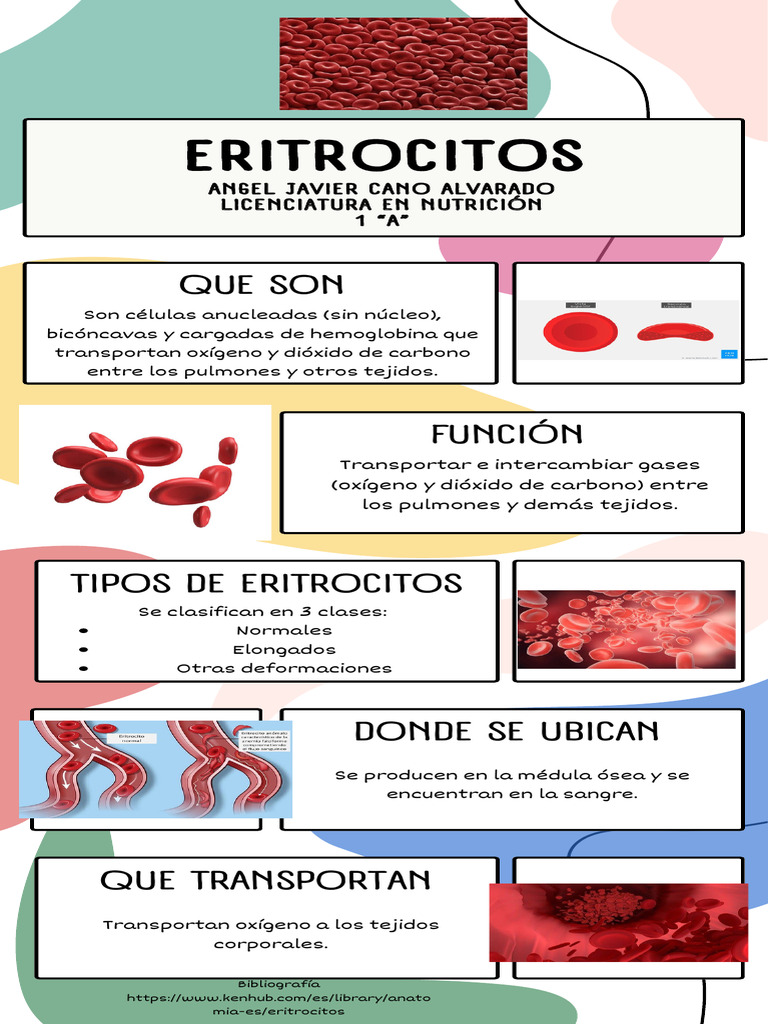 Eritrocitos: Función y Tipos en Sangre | PDF