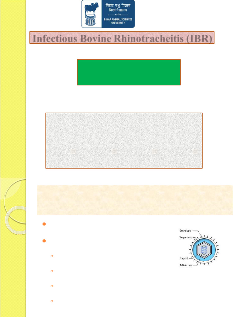 Infectious Bovine Rhinotracheitis IBR | PDF | Vaccines | Cattle