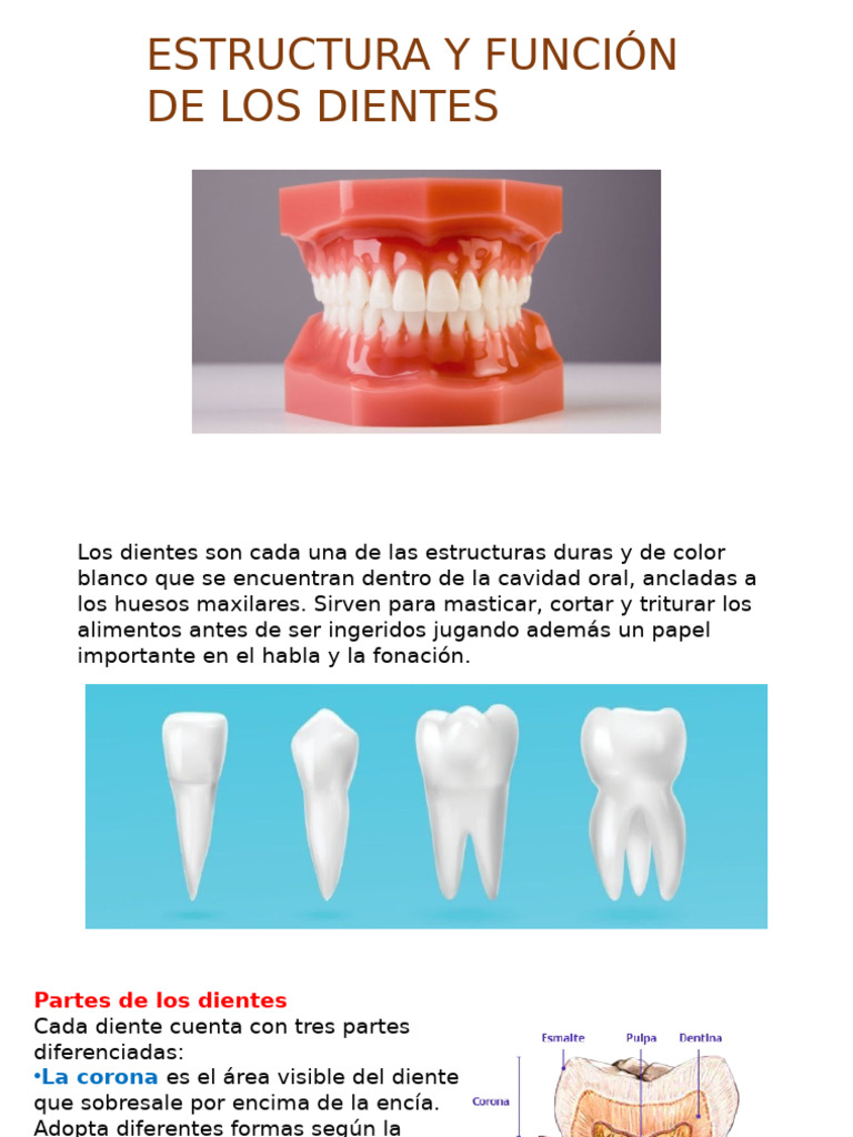 Estructura y Función de Los Dientes | PDF | Hogar, jardinería y bricolaje