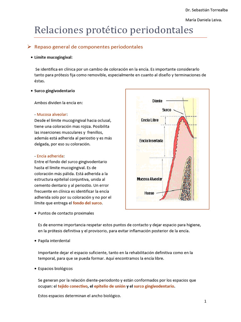 Relaciones Prot Tico Periodontales | PDF | Hueso | Ramas de Odontología