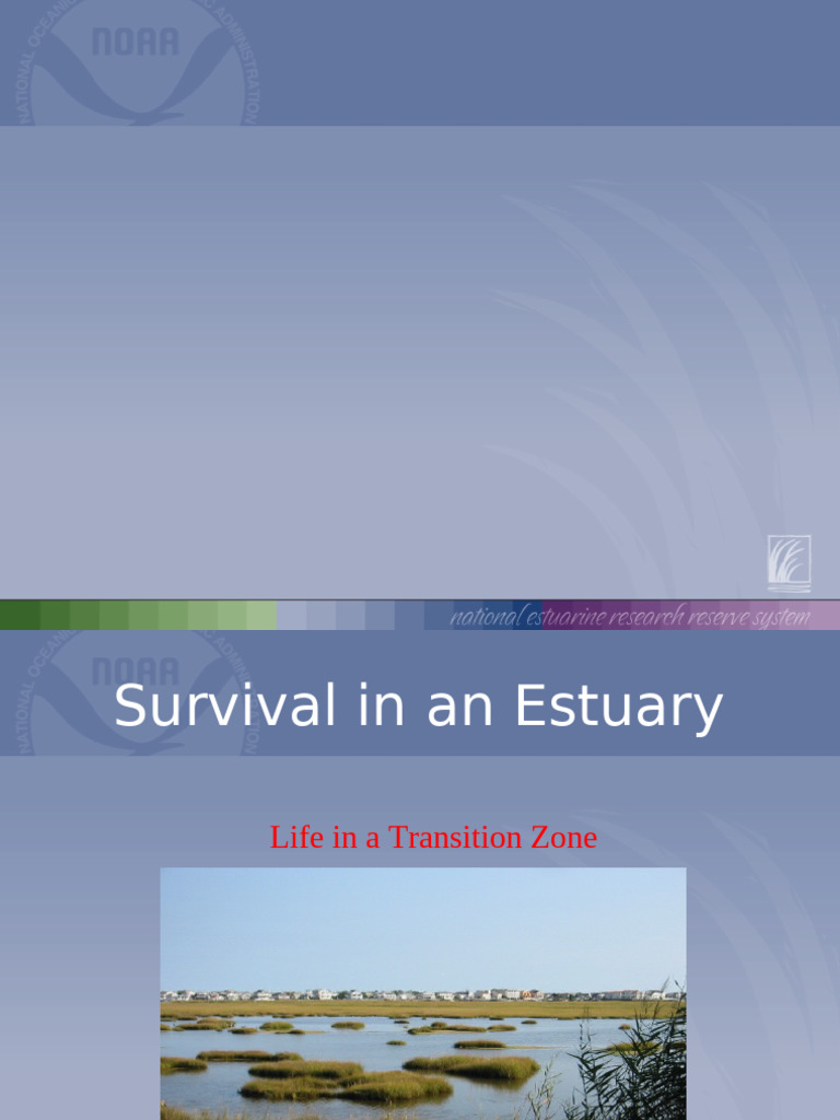 Understanding Estuary Ecosystems | PDF | Estuary | River