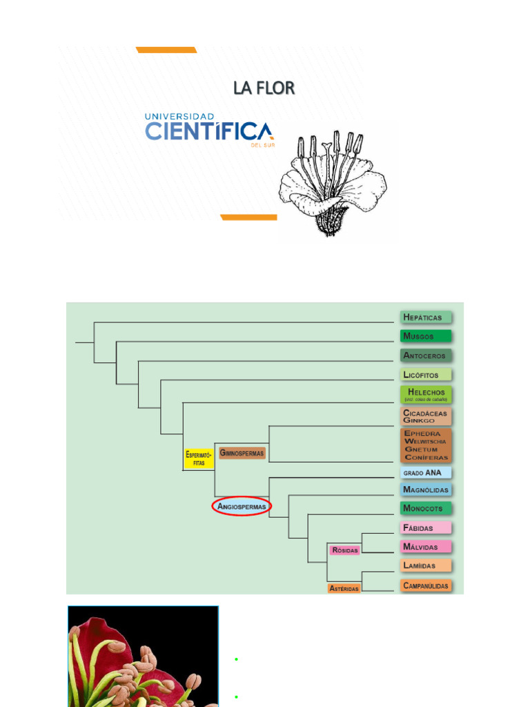 C11 Flor | PDF | Flores | Botánica