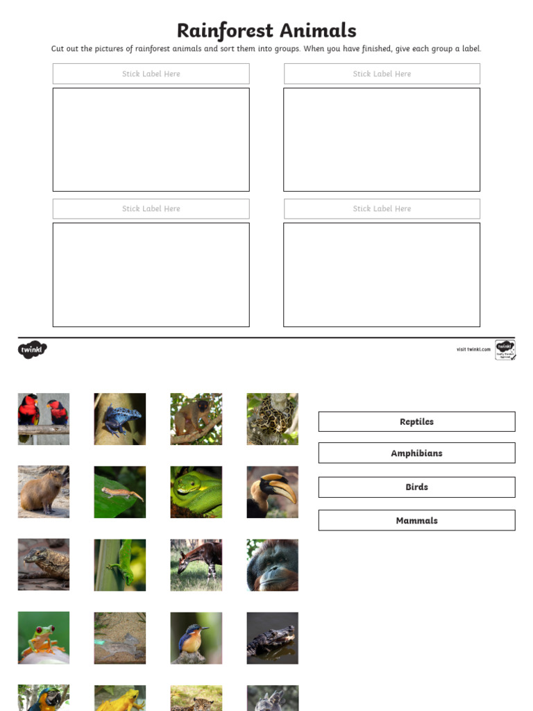 Rainforest Animal Sorting | PDF | Science & Mathematics | Young Adult