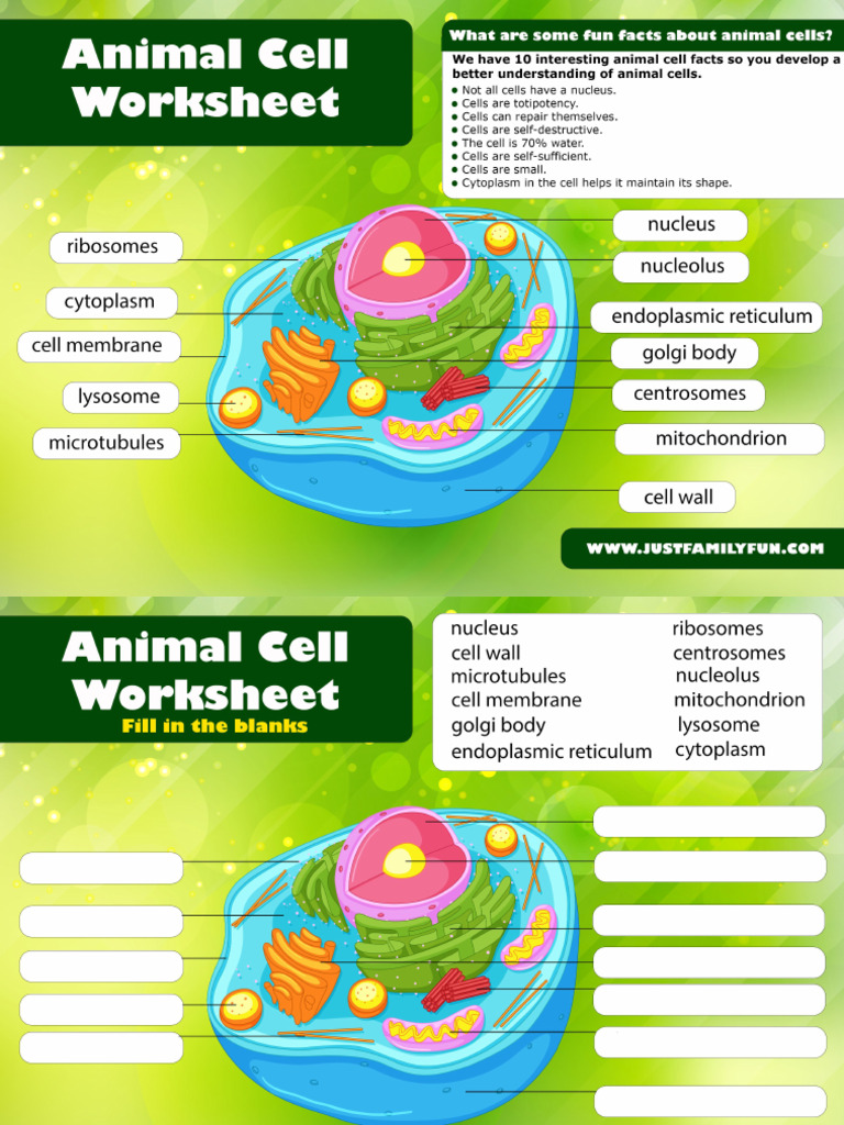 Animal-Cells-Pdf | PDF
