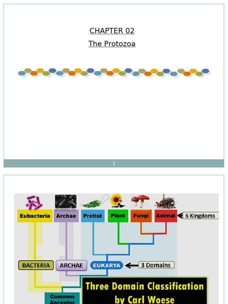 Protozoa Structure and Nucleus Overview | PDF | Mitochondrion | Cell ...