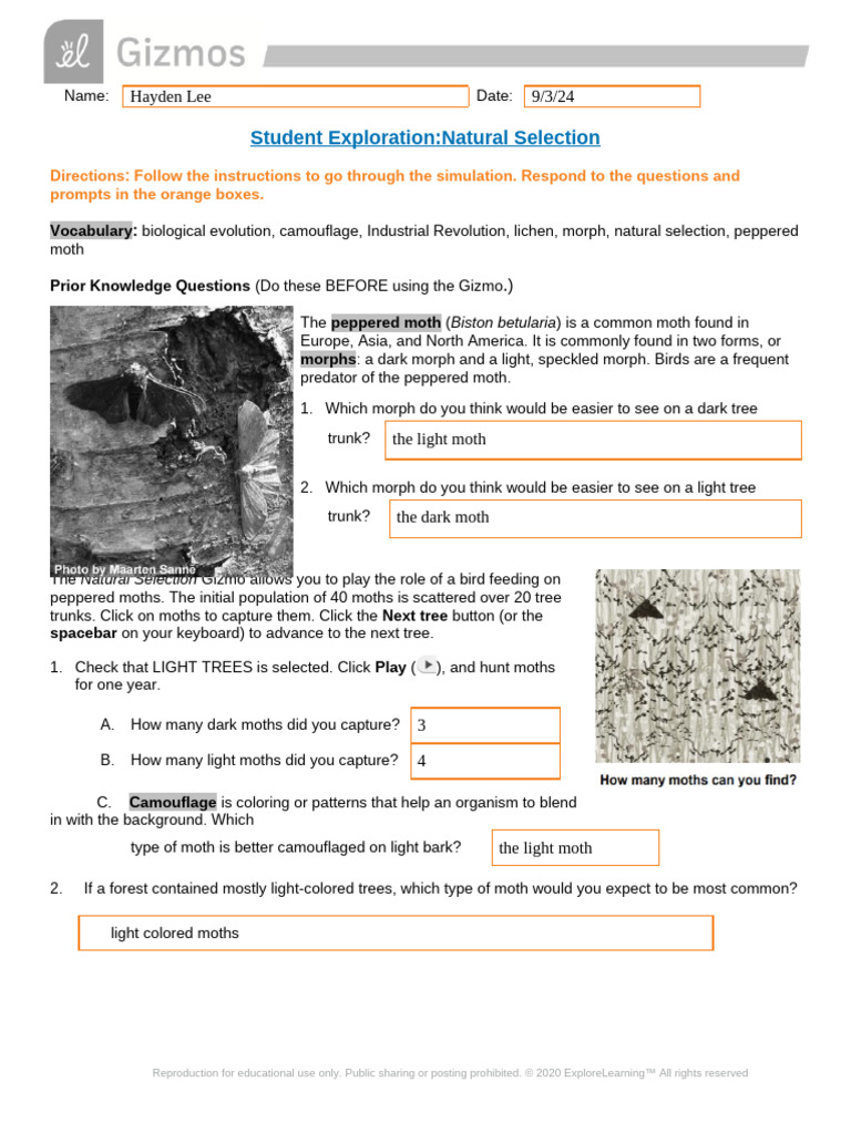 NaturalSelectionSE Peppered Moth | PDF | Nature | Evolutionary Biology