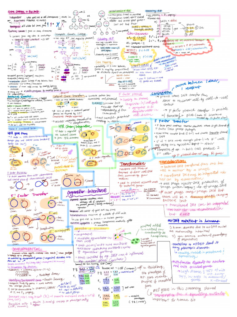 Genetics Cheat Sheet | PDF
