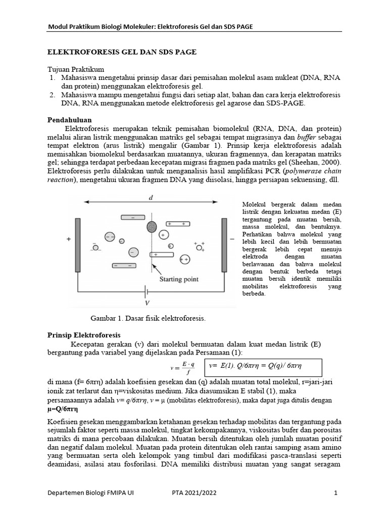 Modul Elektroforesis Gel Dan SDS Page | PDF