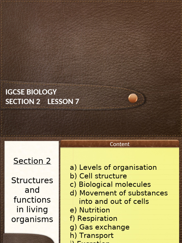 IGCSE Biology: Coordination & Response | PDF | Endocrine System ...