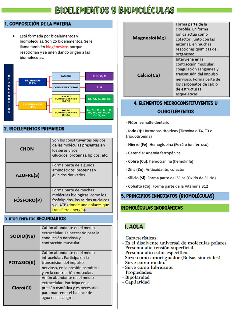 Bioelementos y Biomóleculas | PDF | Polisacárido | Glucosa