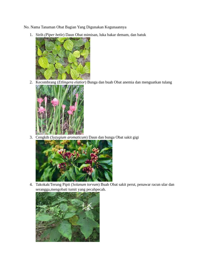 Tanaman Obat | PDF | Griya & Taman | Kesehatan Holistik