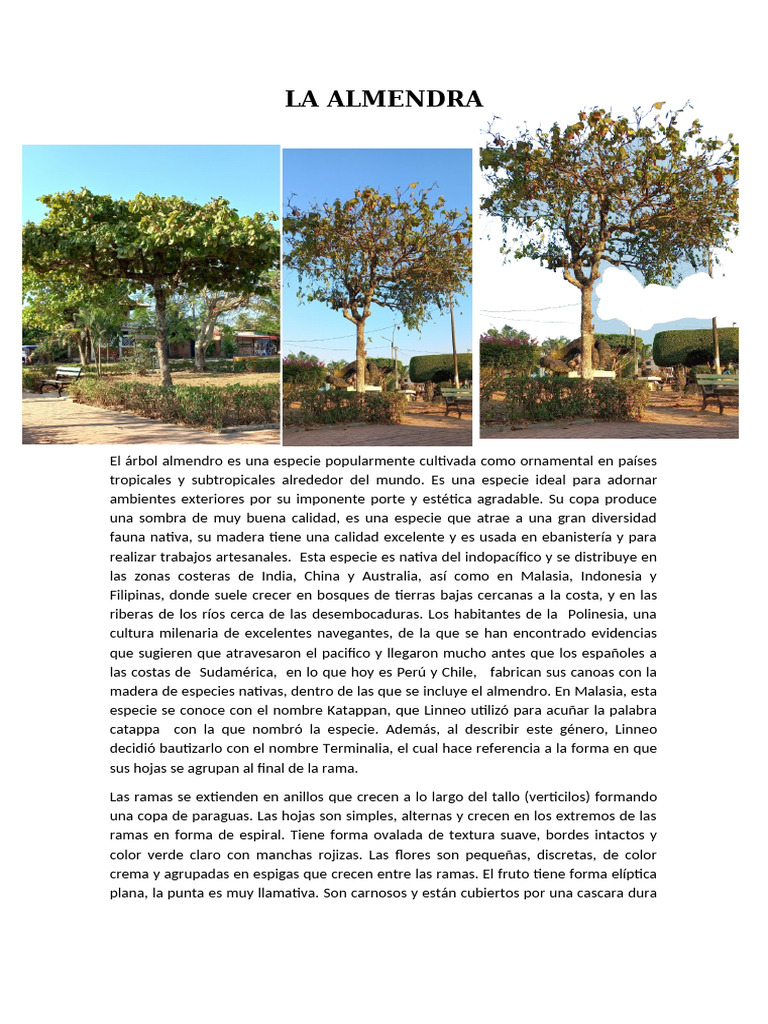 Almendro: Ornamental y Medicinal | PDF | Flores | Botánica