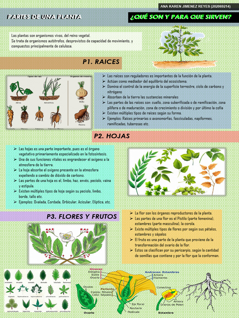Guía Básica de Partes de una Planta | PDF | Hoja | Plantas