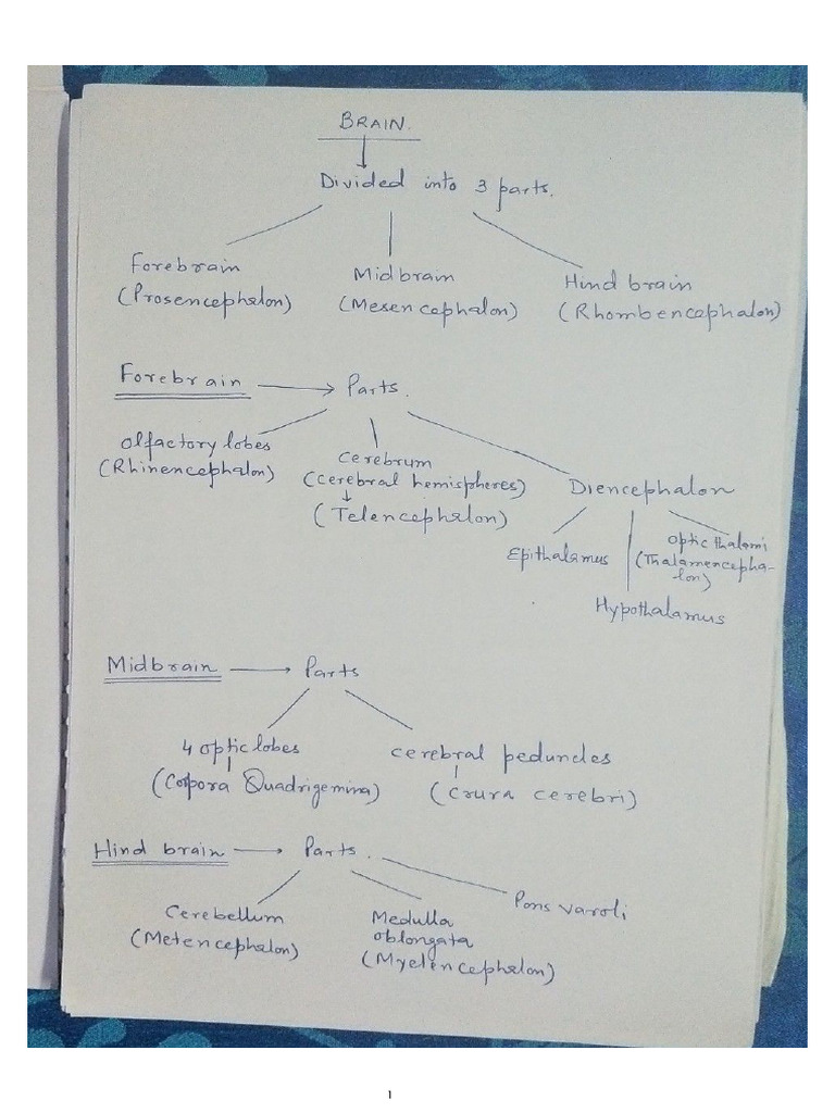 Structure of Brain | PDF