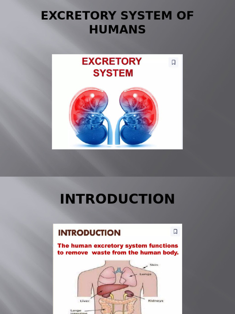 Excretory System of Humans - 100632 | PDF | Wellness | Lifestyle
