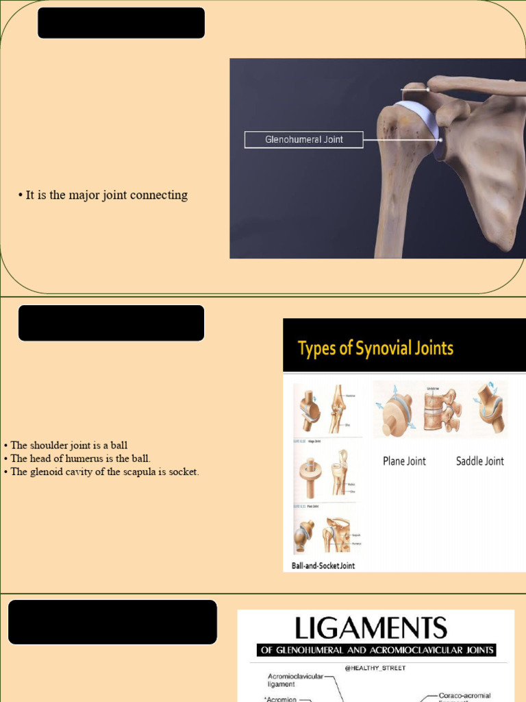 Shoulder Joint | PDF | Shoulder | Musculoskeletal System