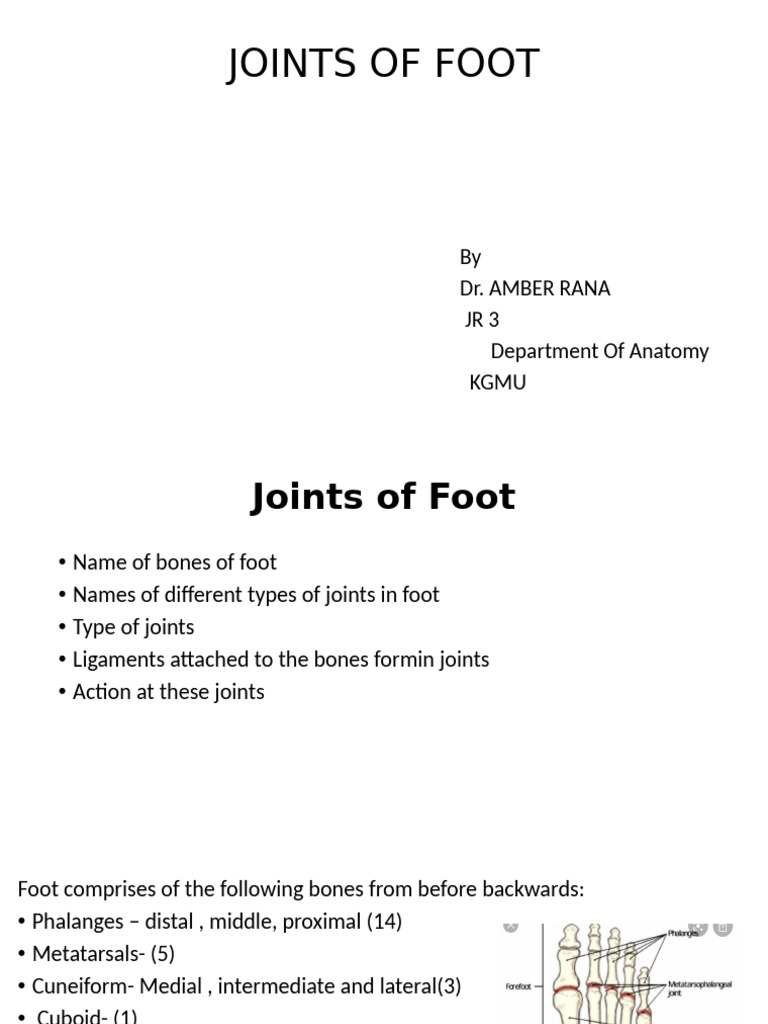 Joint of Foot | PDF | Foot | Musculoskeletal System