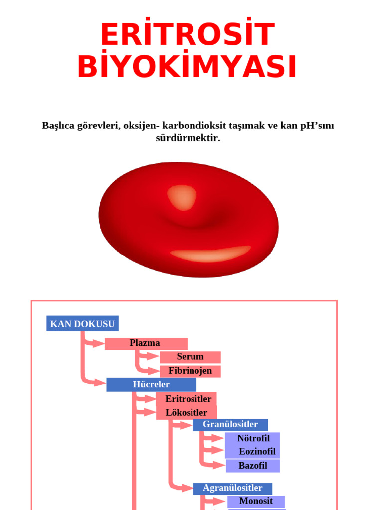 Eritrosit Biyokimyası | PDF