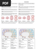 Mitosis in Human Skin Cells Study | PDF | Mitosis | Cell Biology
