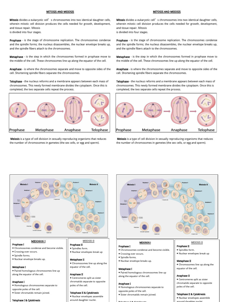 Mitosis and Meiosis Explained | PDF | Meiosis | Mitosis