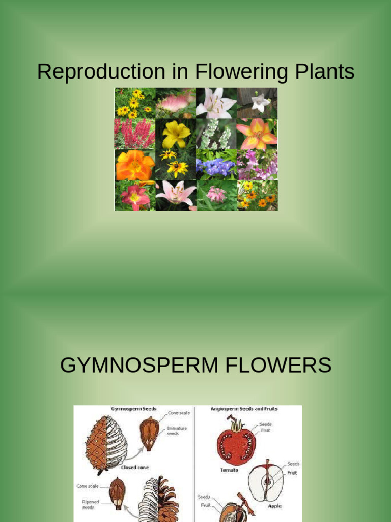 Flowering Plant Reproduction Explained | PDF | Pollination | Seed