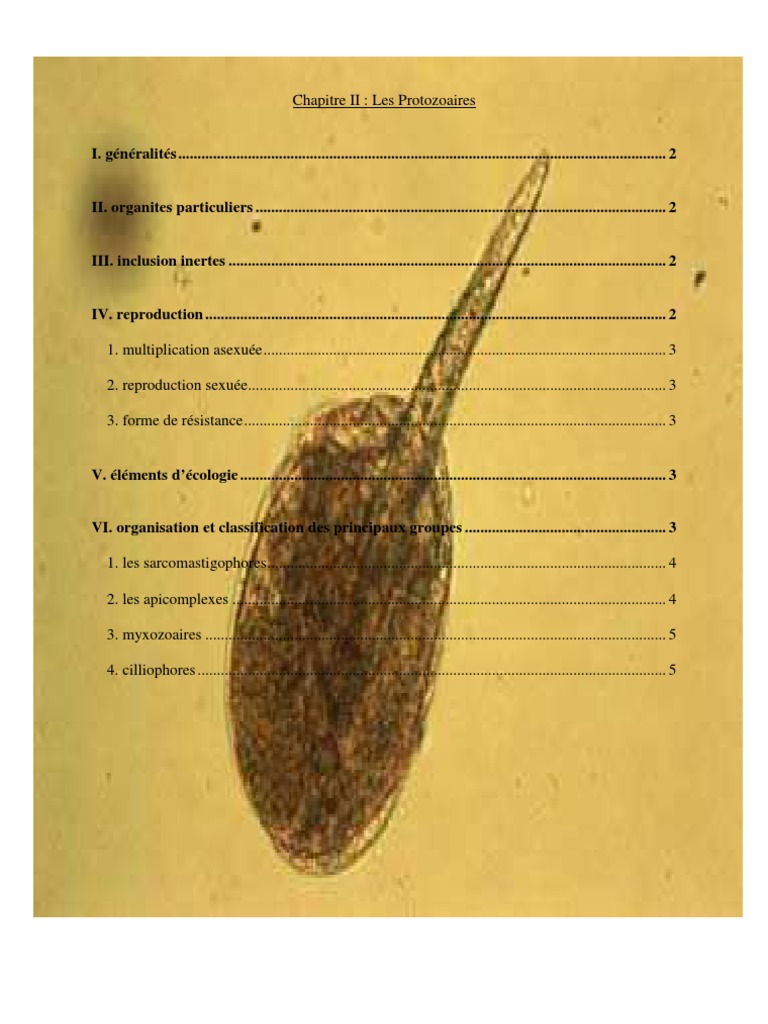 Introduction aux Protozoaires : Caractéristiques et Classification ...