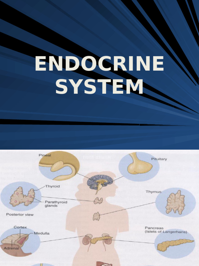 Endocrine System Overview | PDF | Pituitary Gland | Adrenal Gland