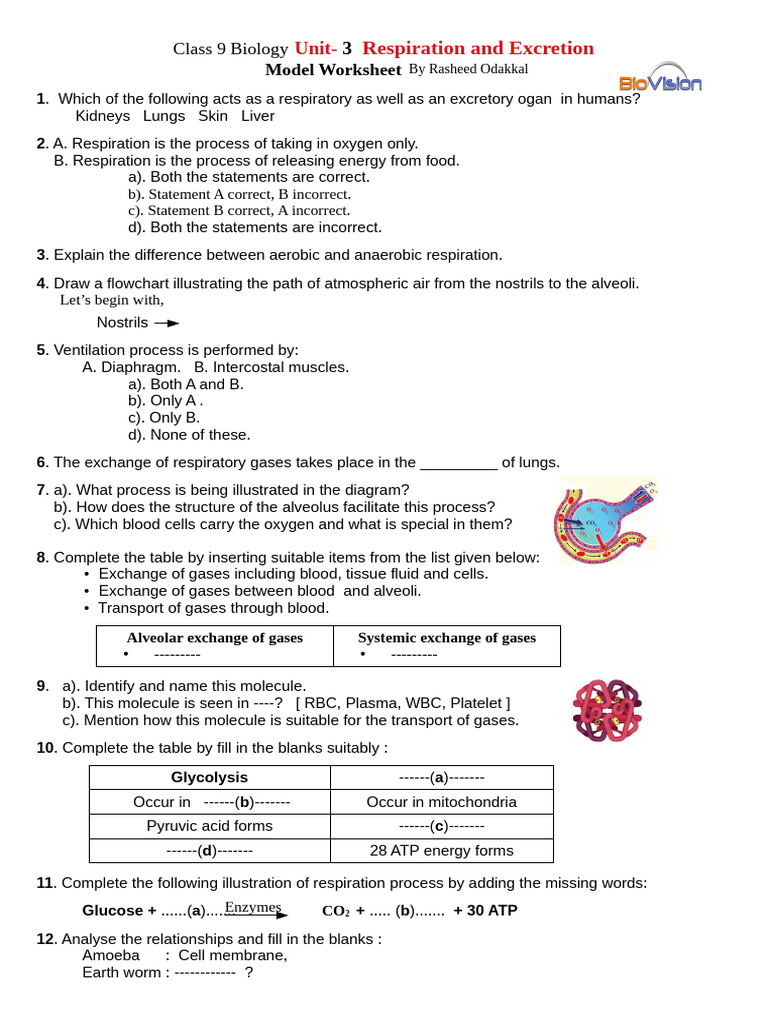 BIO-VISION Model Worksheet Class 9 Biology Unit 3 Respiration SND ...