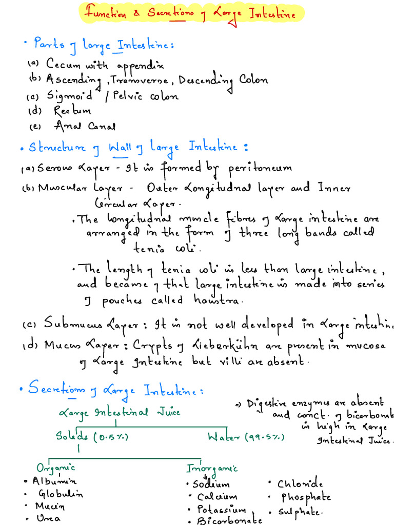 Large Intestine Functions & Secretions | PDF | Large Intestine ...