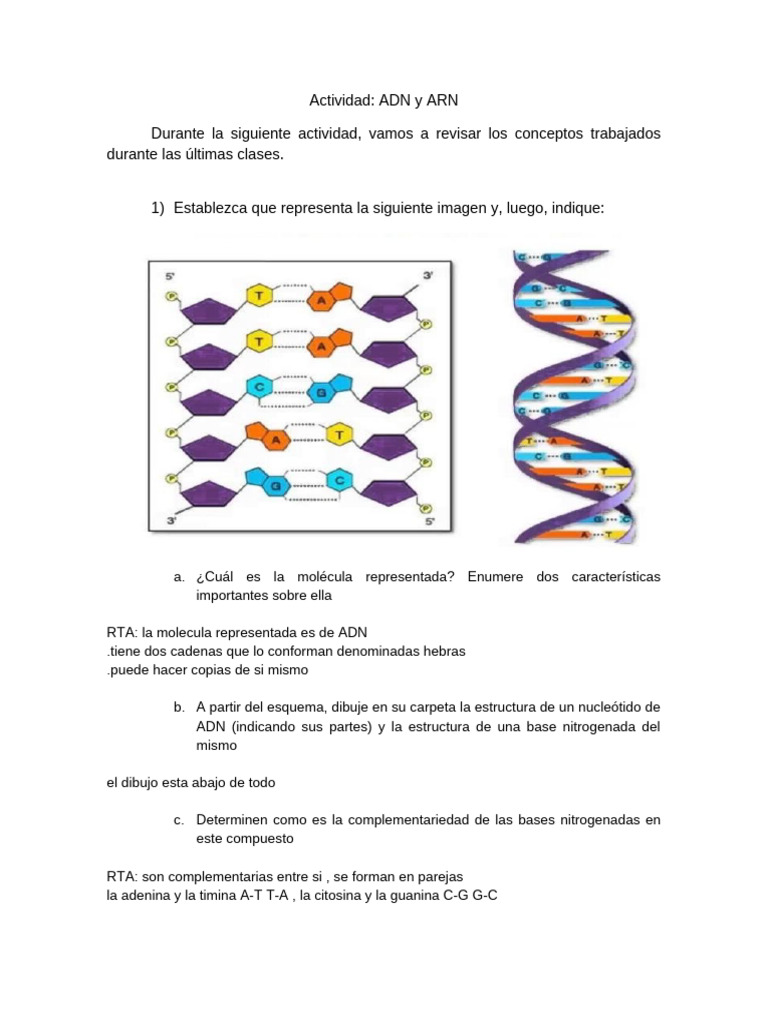 Actividad ADN y ARN | PDF | Rna | Adn