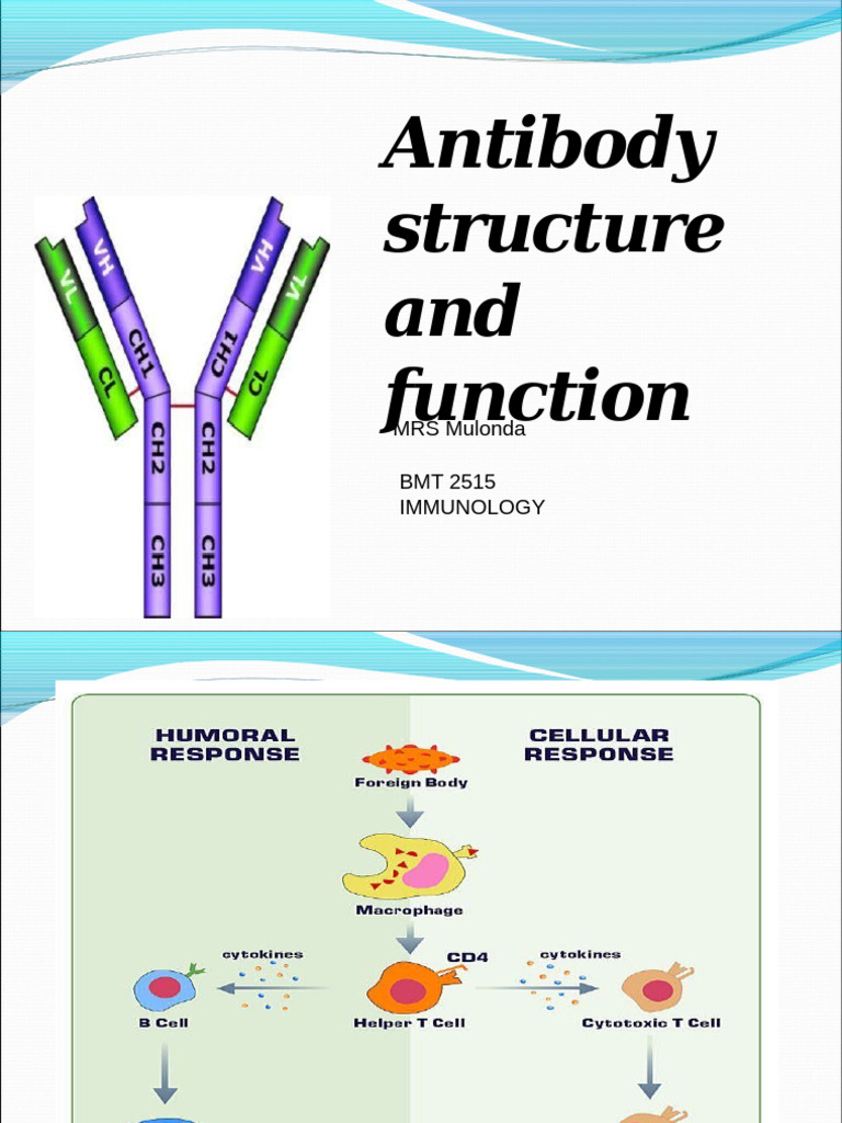 5.antibody Structure and Function | PDF | Antibody | Immunoglobulin G