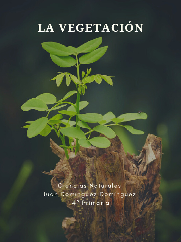La Vegetación | PDF
