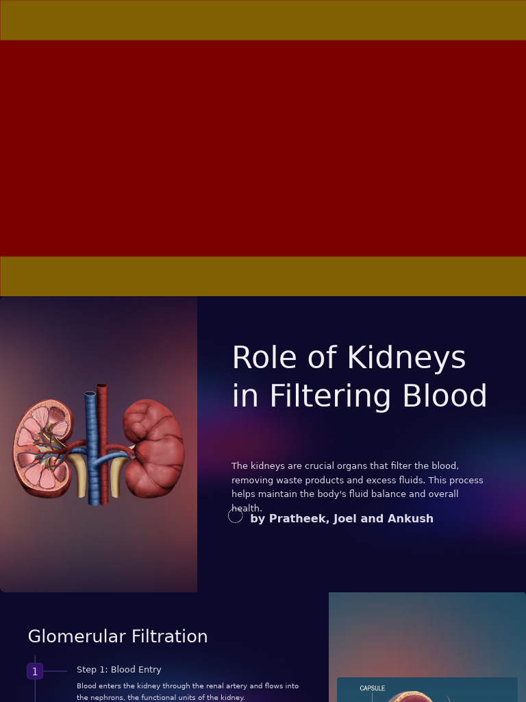 Role of Kidneys in Filtering Blood | PDF | Social Science