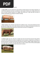 Pigsty Design Principles and Layout | PDF | Domestic Pig | Pig
