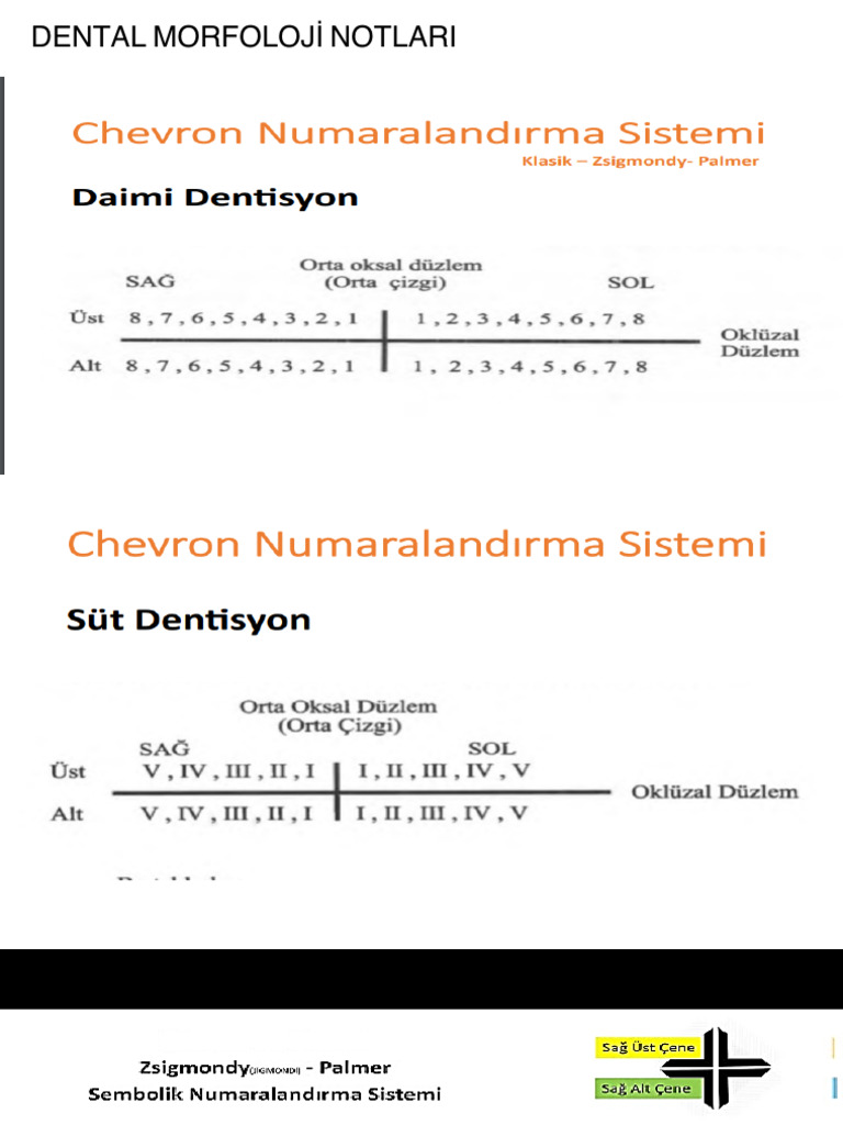 Diş Anatomisi Slayt | PDF