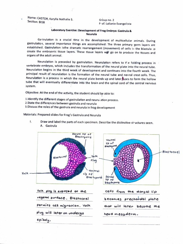 Laboratory Exercise Frog's Gastrula and Neurula | PDF | Embryo ...