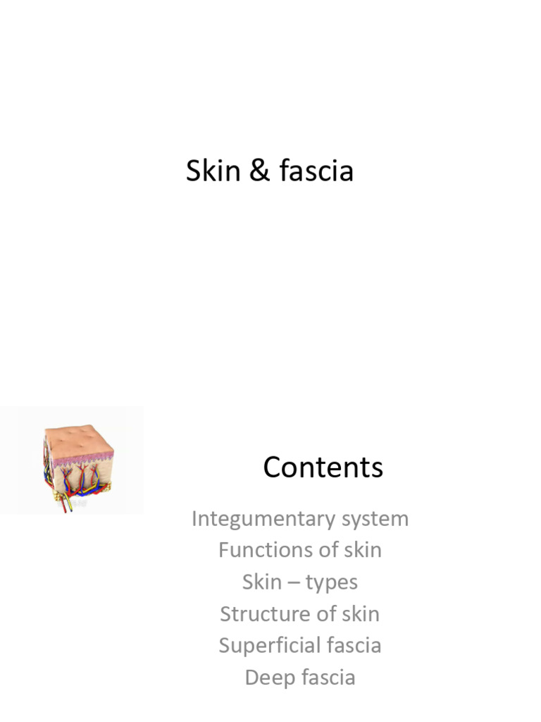 Skin Fascia - General Features | PDF | Skin | Epidermis