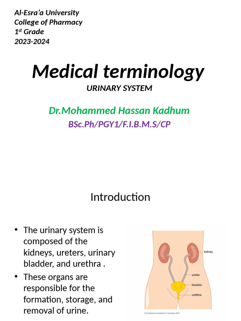 Urinary System Medical Terminology Guide | PDF | Urinary System | Kidney