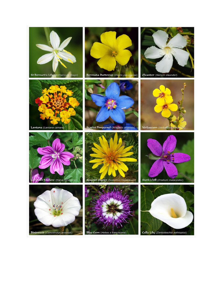 Flower | PDF