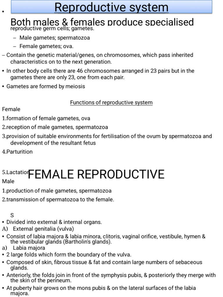 Reproductive System | PDF | Meiosis | Menstrual Cycle
