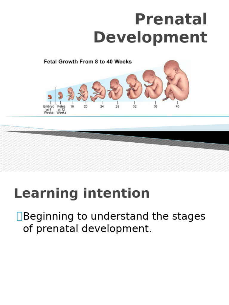 Prenatal Development | PDF | Pregnancy | Hair