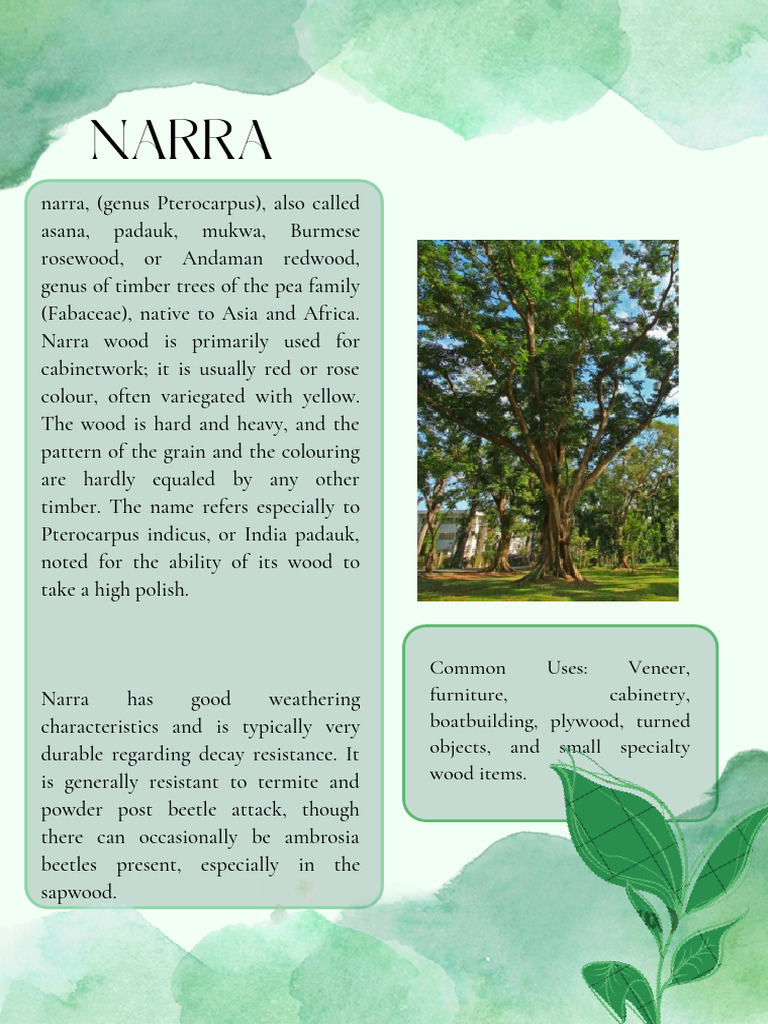 Trees | PDF | Wood | Trees