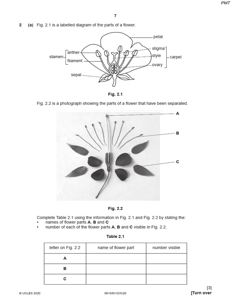 Year 10 - Paper 6 Q8 | PDF | Flowers | Plants