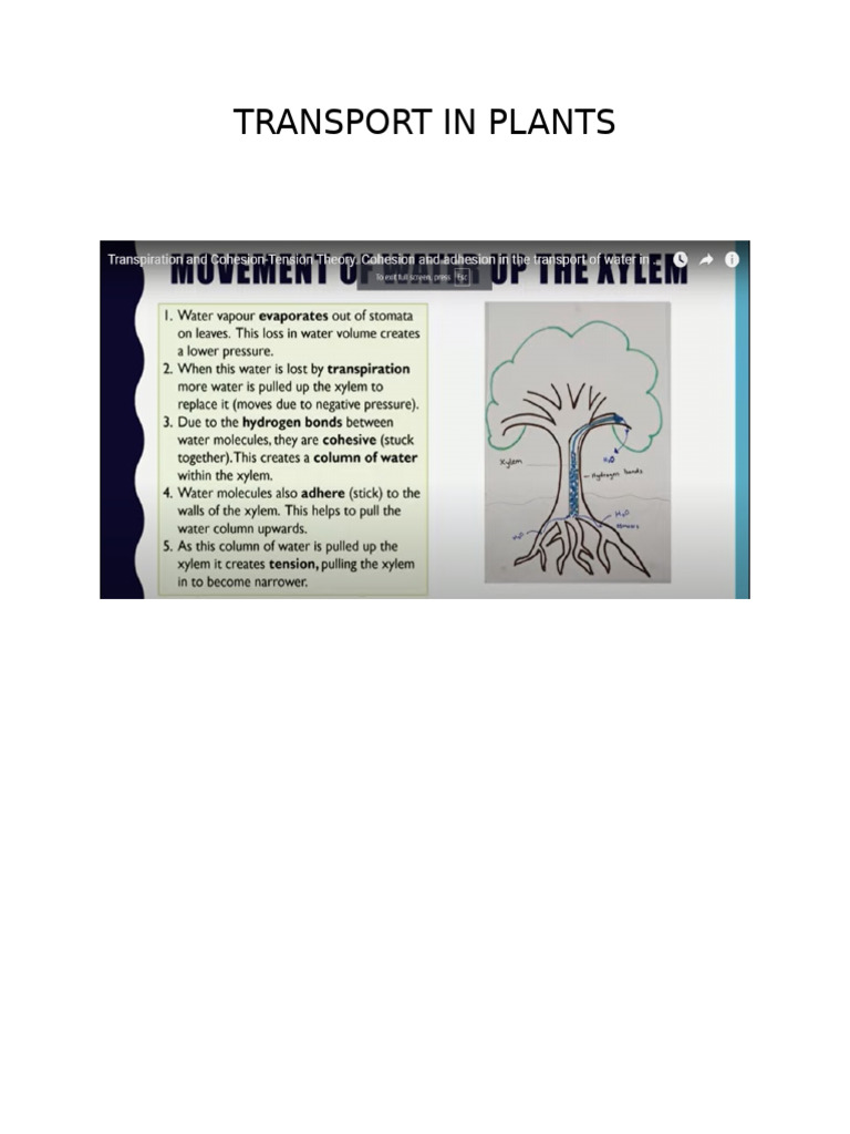 Transport in Plants (Igcse) | PDF