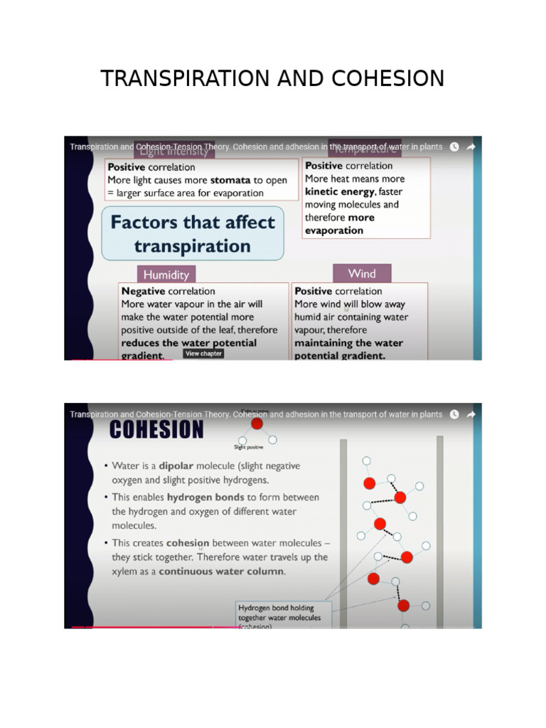Transpiration & Cohesion Explained | PDF